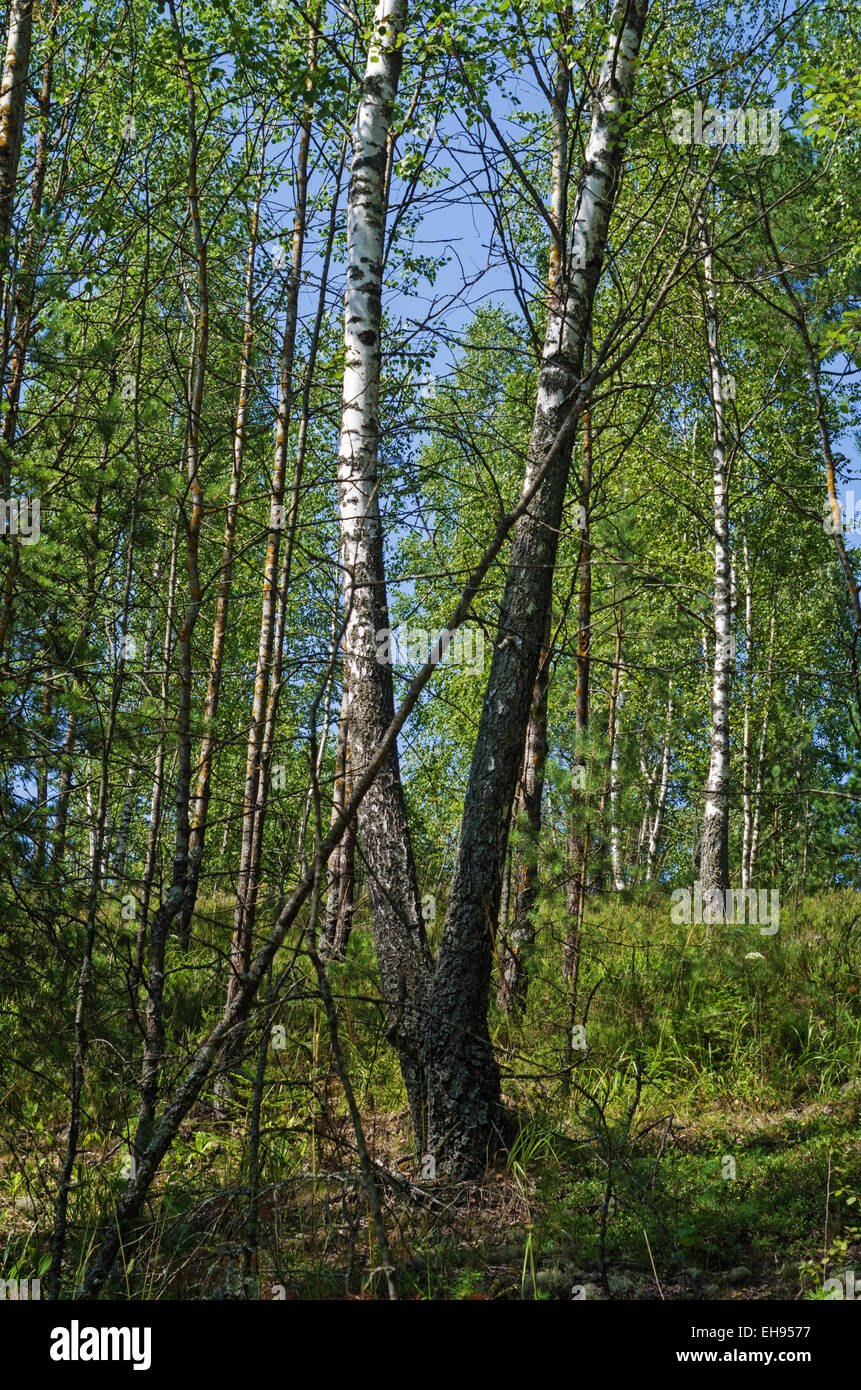 Forest landscape with birches Stock Photo - Alamy