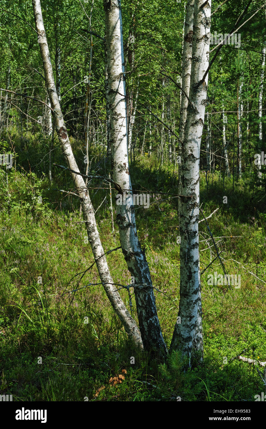 Forest landscape with birches Stock Photo - Alamy