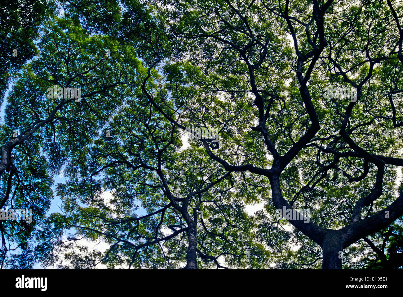 A wide angle view up into the tree tops that branches of each seem to ...