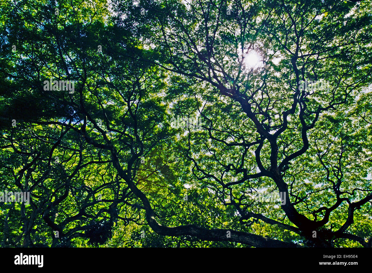 Branching out hi-res stock photography and images - Alamy