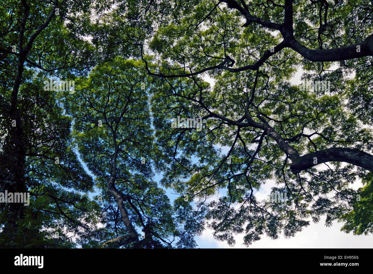 Limb patterns hi-res stock photography and images - Alamy