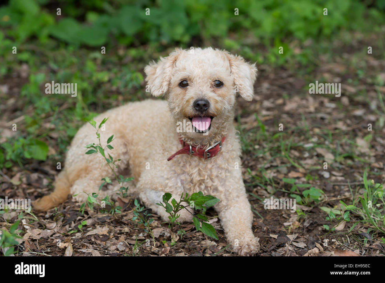 A cute happy fluffy dog smiling with its tongue out Stock Photo - Alamy