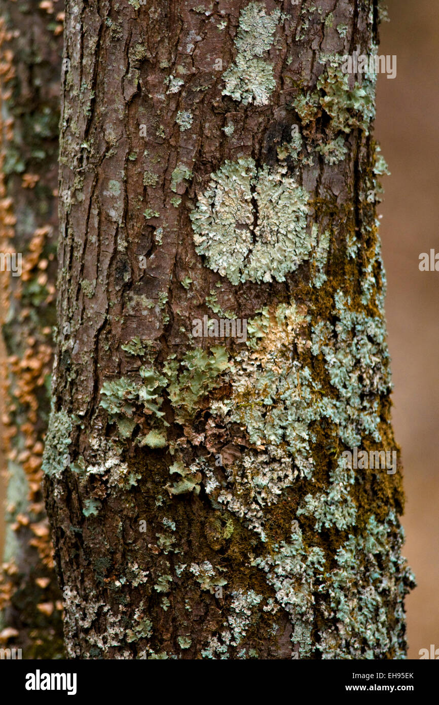 Green lichen grows on a tree in the forest Stock Photo - Alamy