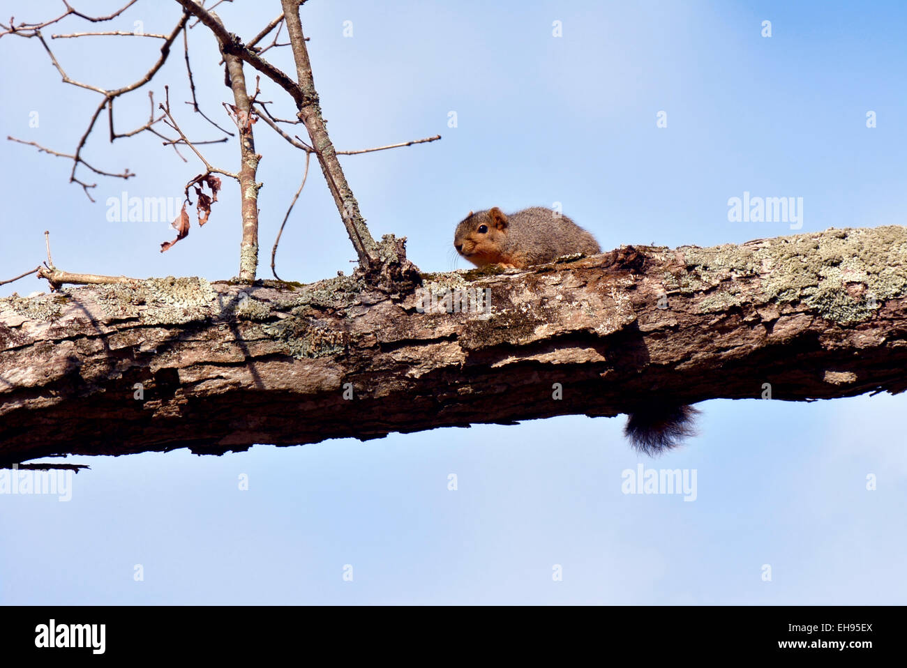 Squirrel up in tree hi-res stock photography and images - Alamy