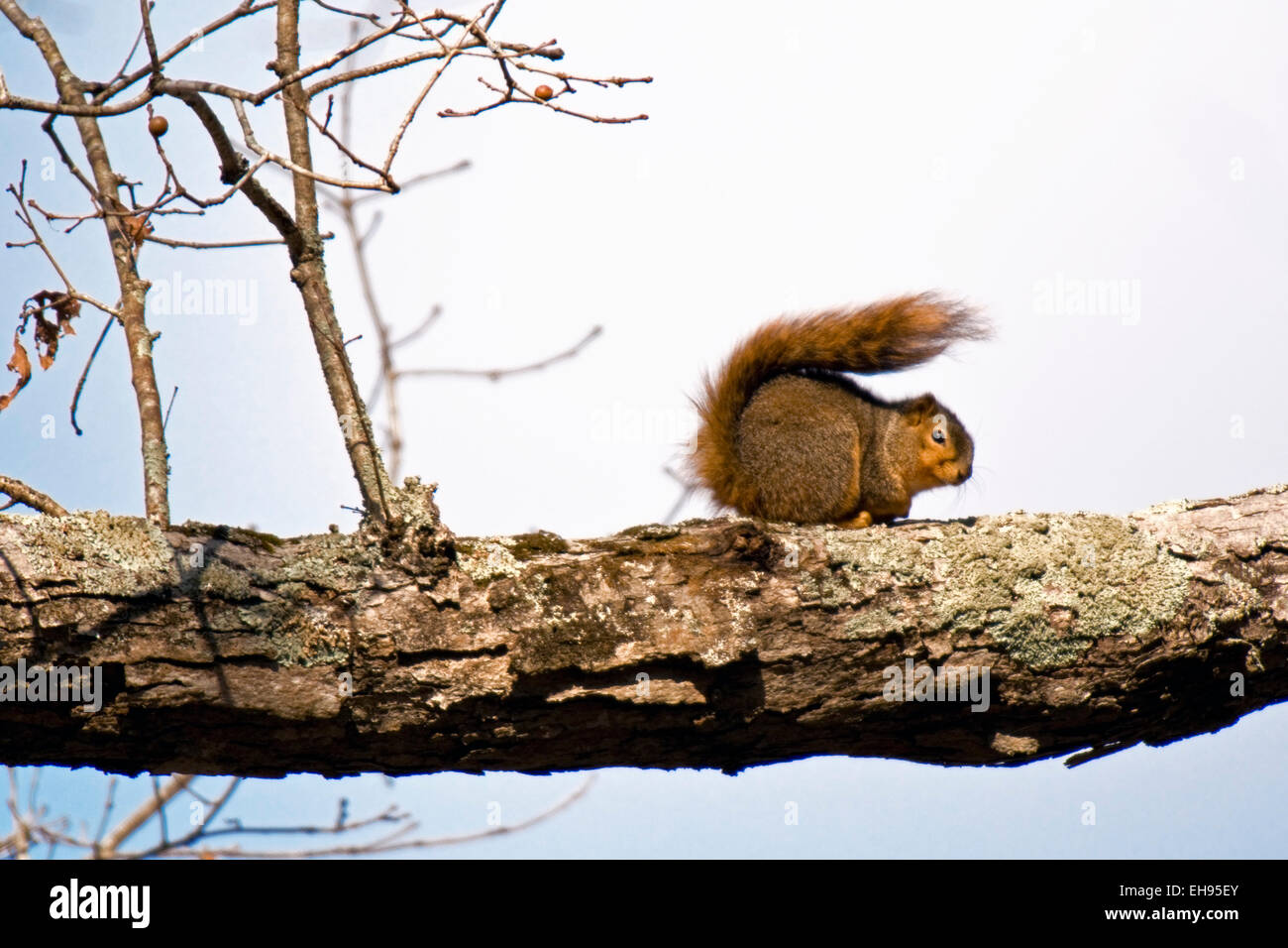 Red squirrel climb tree hi-res stock photography and images - Alamy
