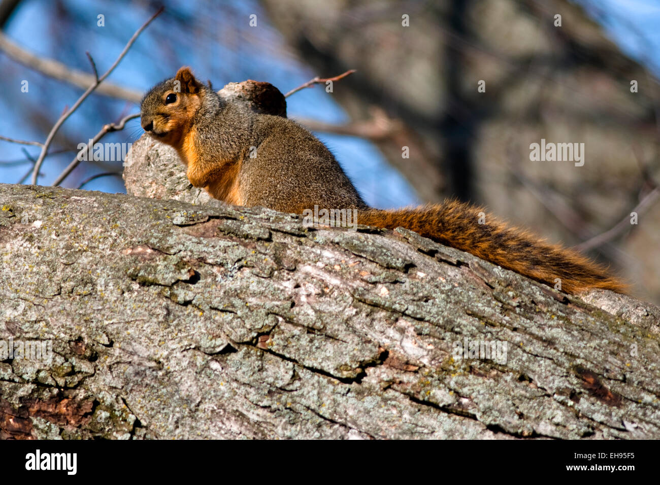 Climb up a tree hi-res stock photography and images - Alamy