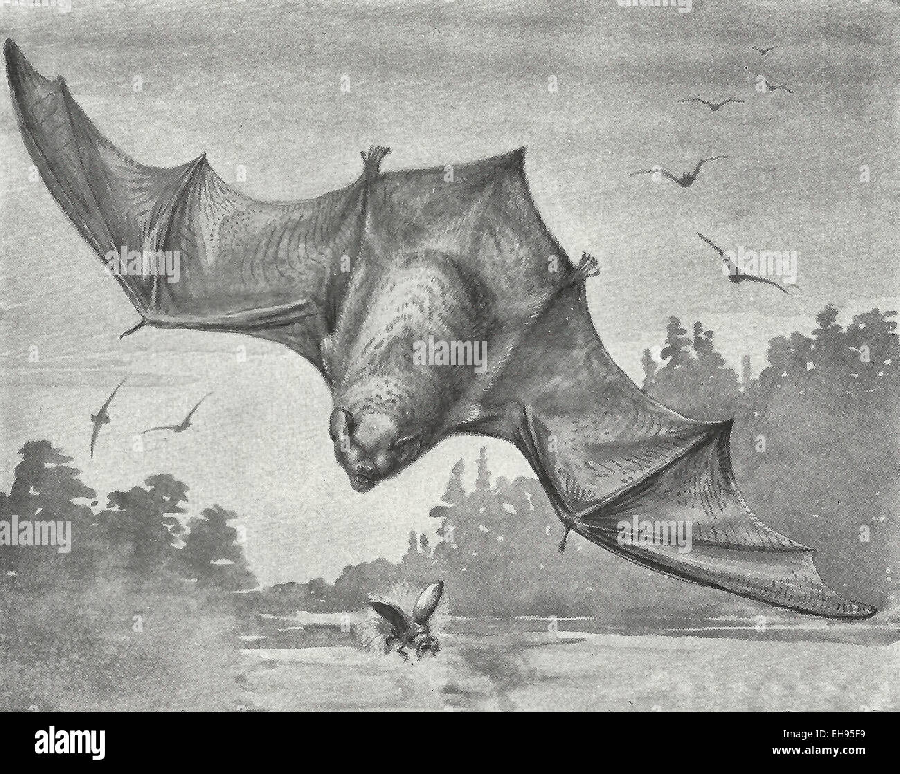 Swooping hi-res stock photography and images - Alamy