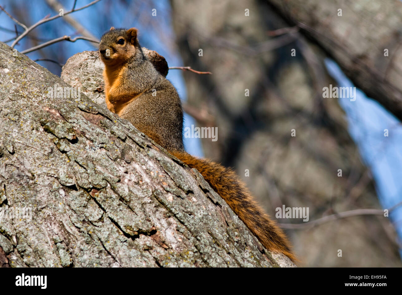 Squirrel up on a branch of a tree Stock Photo - Alamy