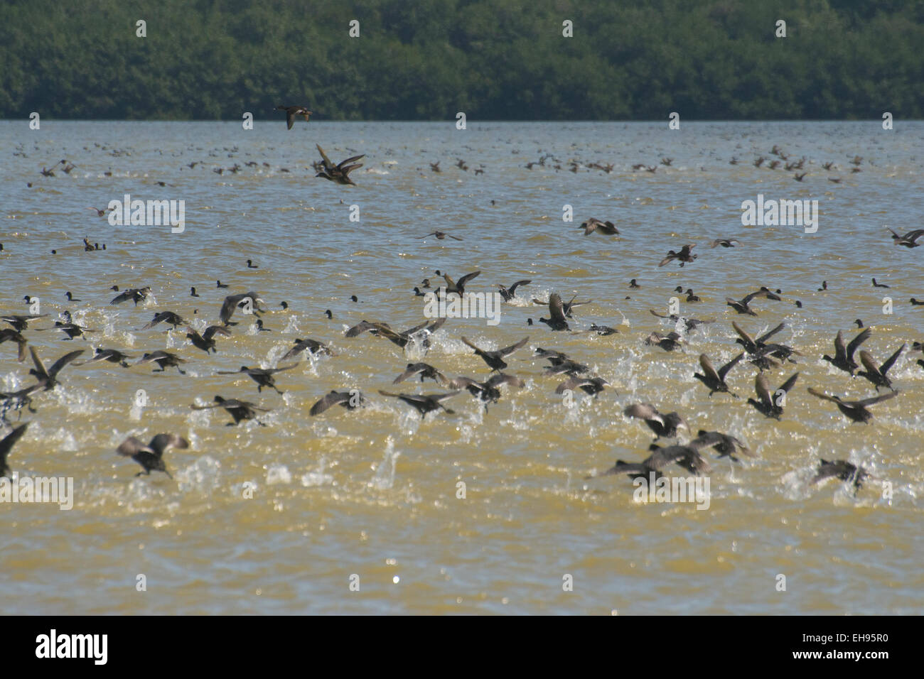 A flock of Coots taking to the air Stock Photo - Alamy