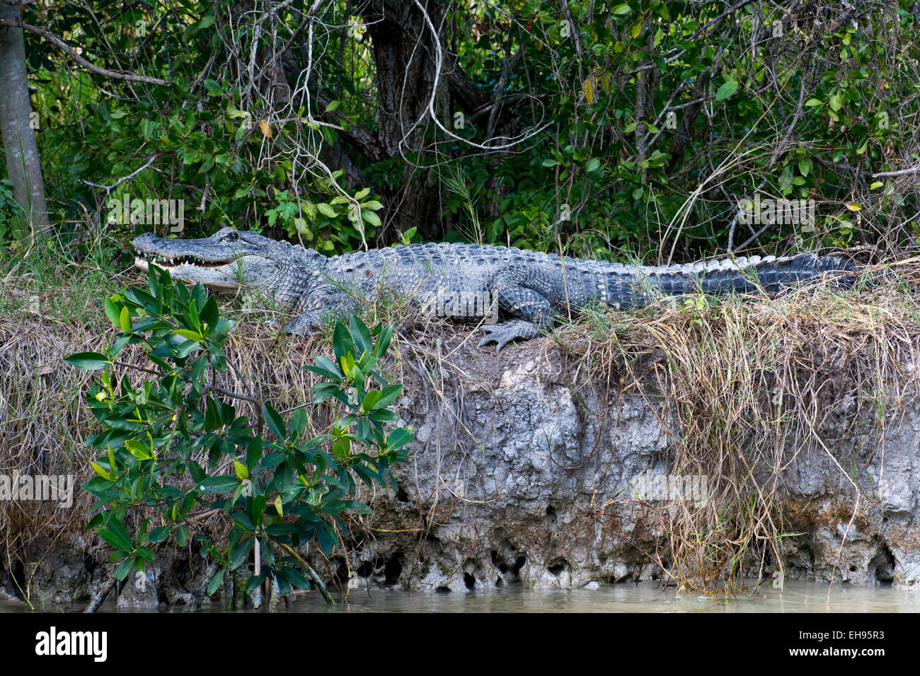 Alligator on riverbank hi-res stock photography and images - Alamy
