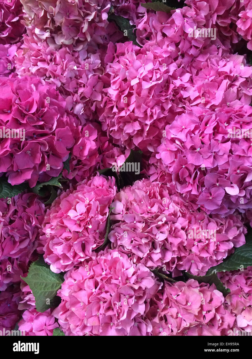 Bouquets of bright pink hydrangeas Stock Photo - Alamy