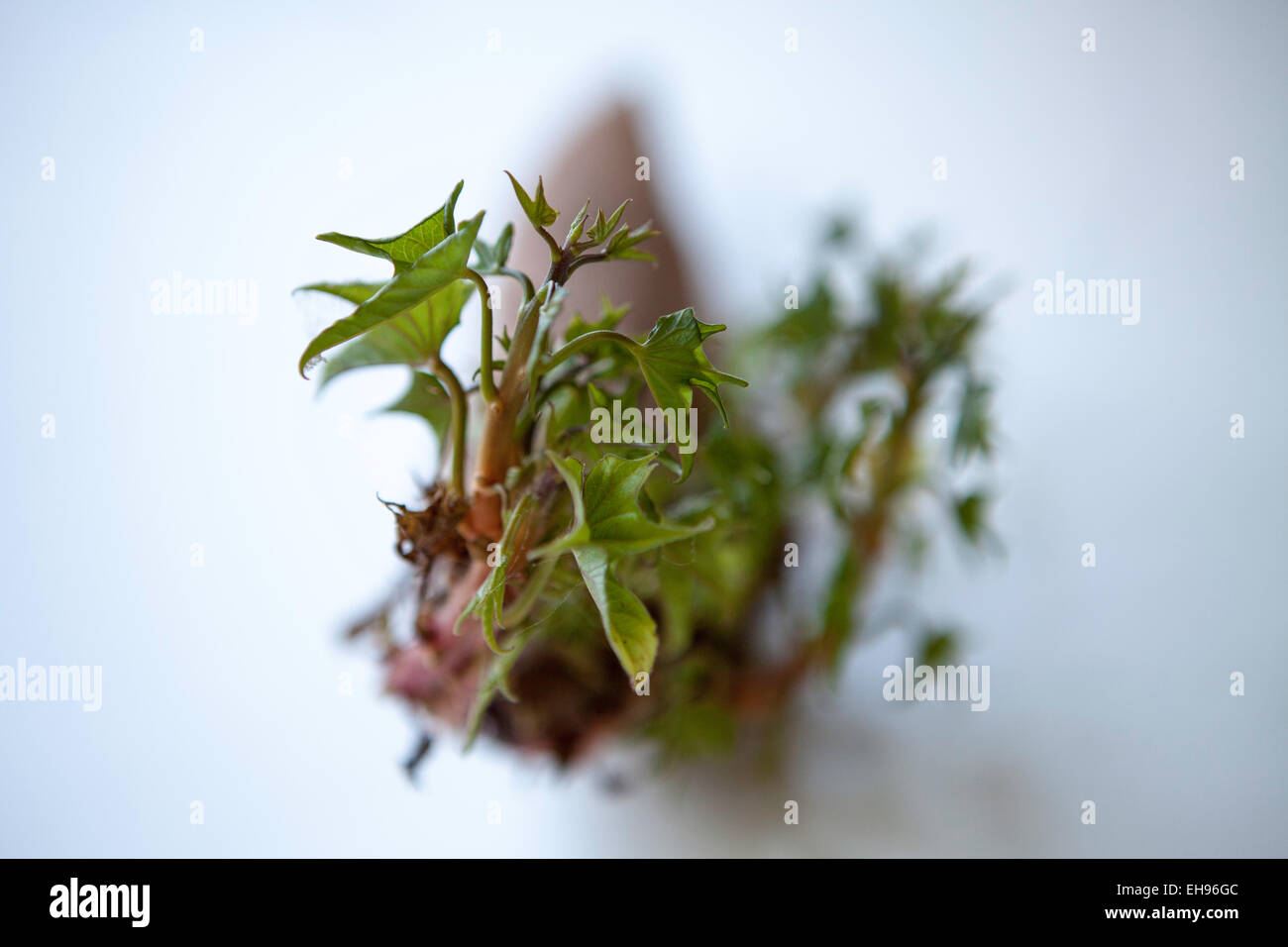 sprouting sweet potato slips Stock Photo - Alamy