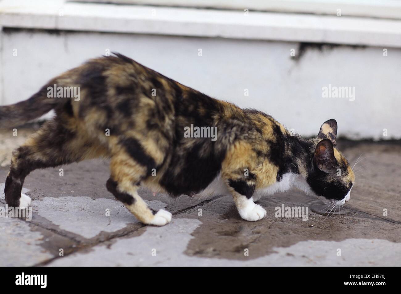 Domestic cat hunting prey hi-res stock photography and images - Alamy