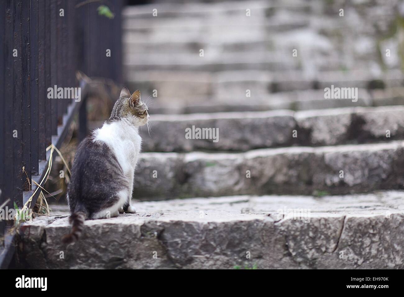 Domestic cat hunting prey hi-res stock photography and images - Alamy
