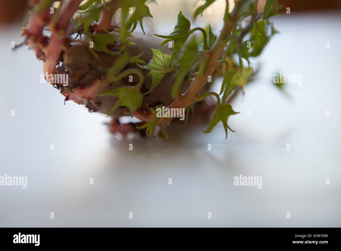 sprouting sweet potato slips Stock Photo - Alamy