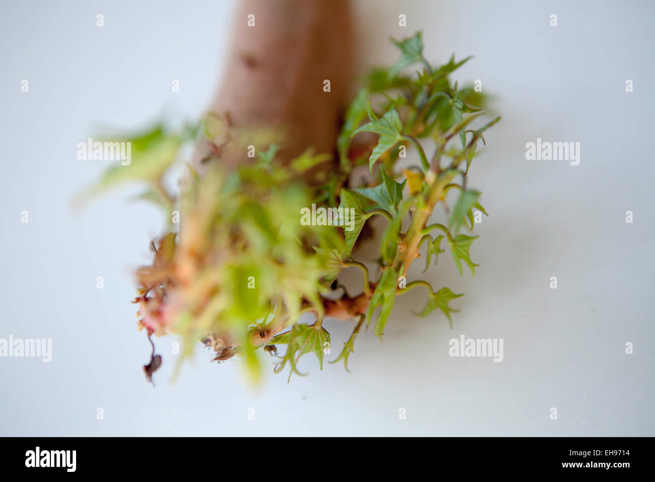 sprouting sweet potato slips Stock Photo - Alamy