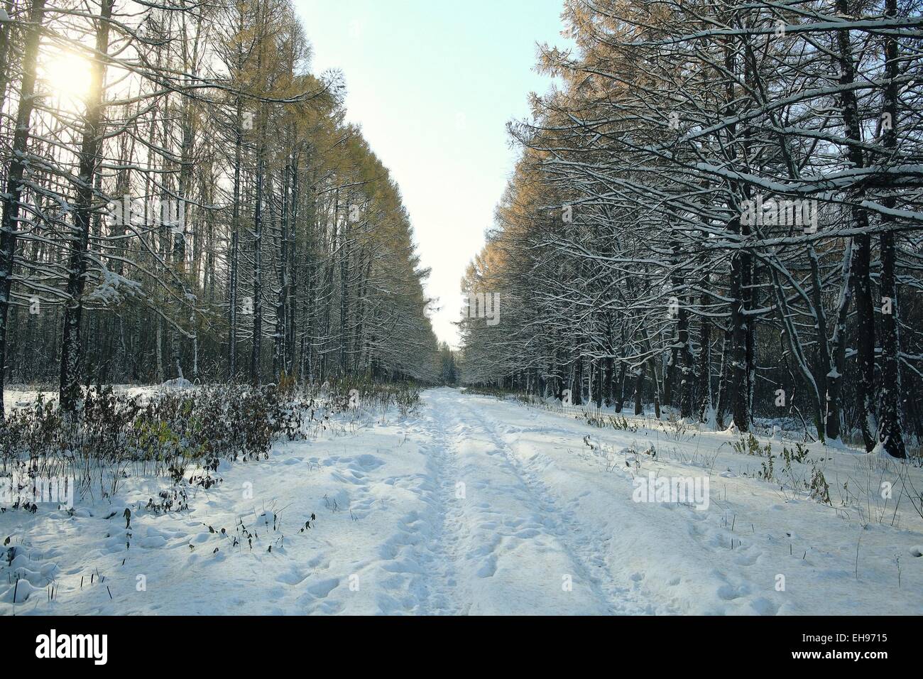 landscape winter snow forest Stock Photo - Alamy