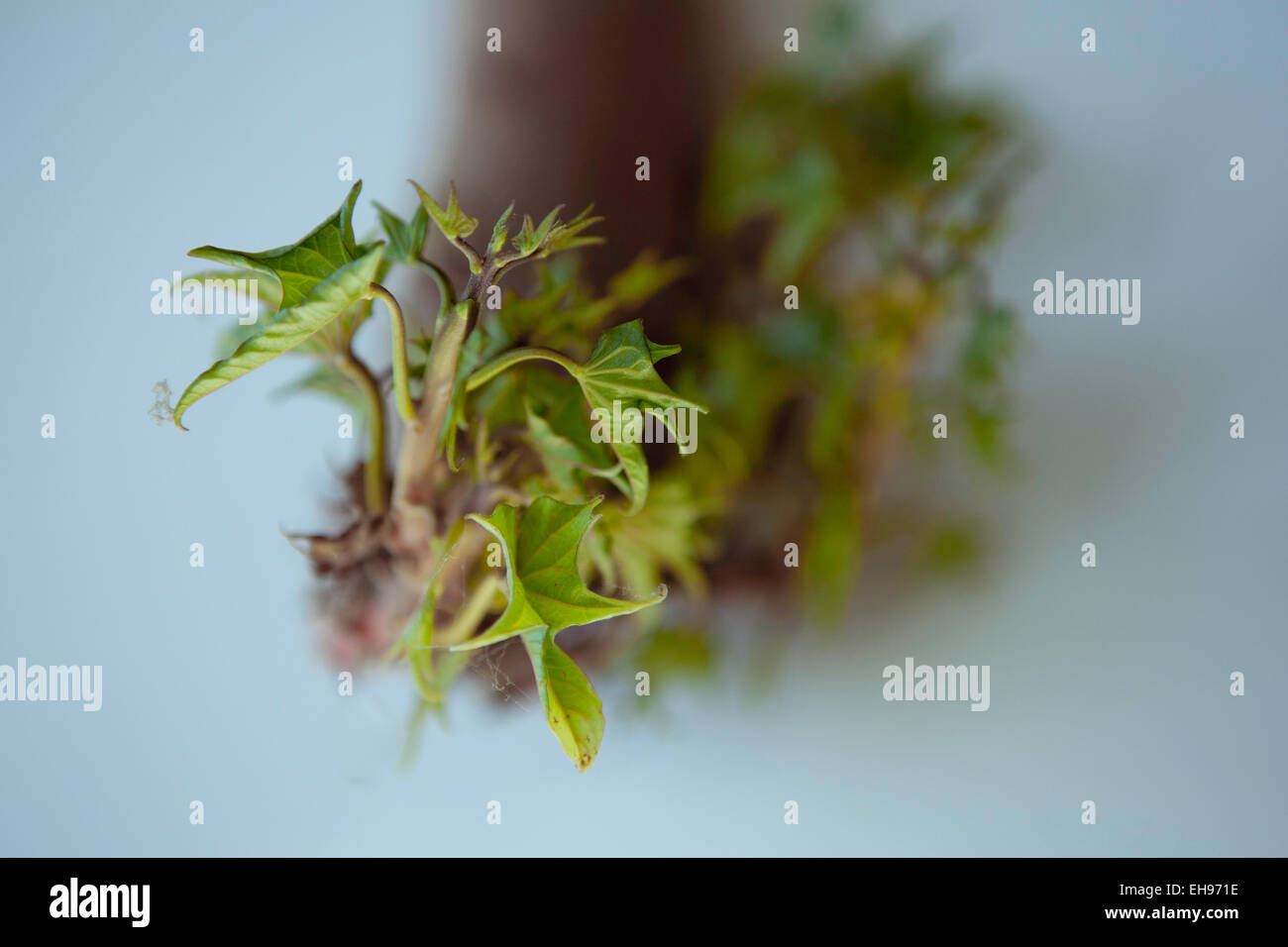 sprouting sweet potato slips Stock Photo - Alamy