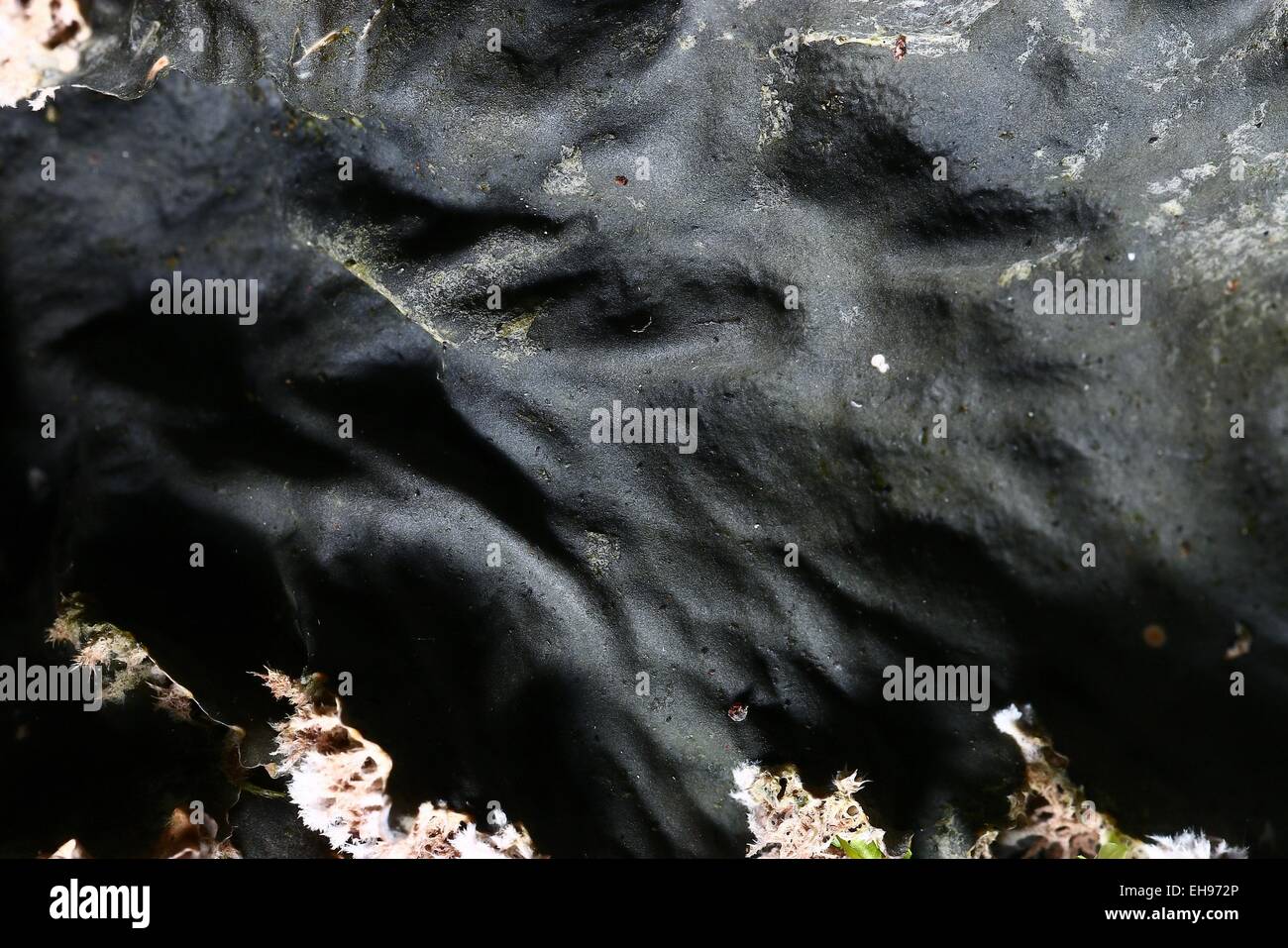 texture moss gray mold Stock Photo - Alamy