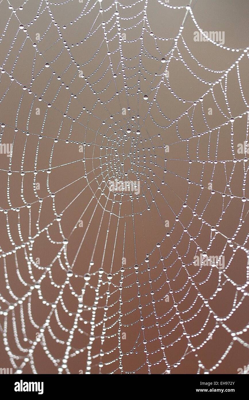 spider's web with dew drops background Stock Photo - Alamy