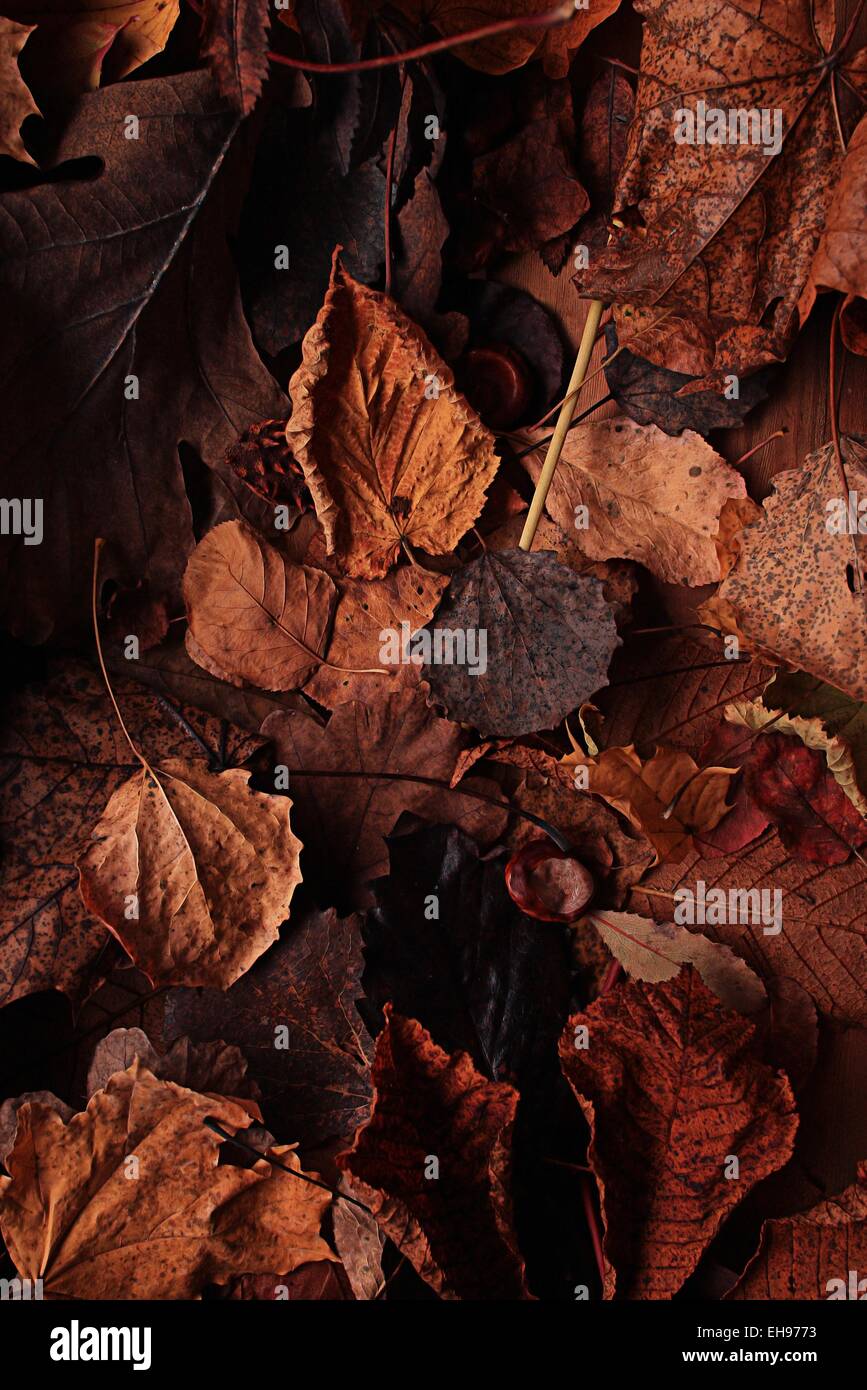 texture fallen leaves autumn macro Stock Photo - Alamy