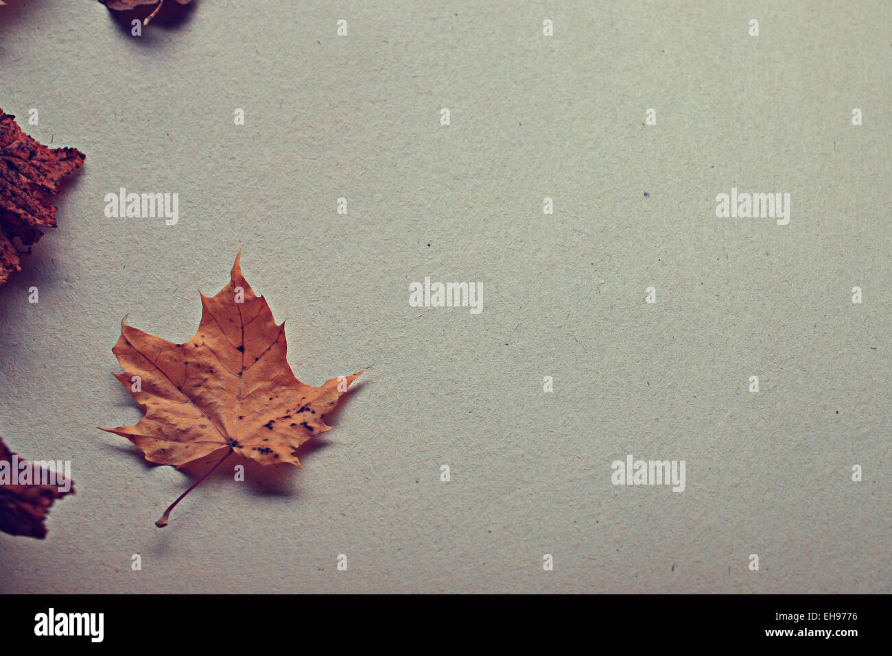 paper letter fallen leaves concept Stock Photo - Alamy