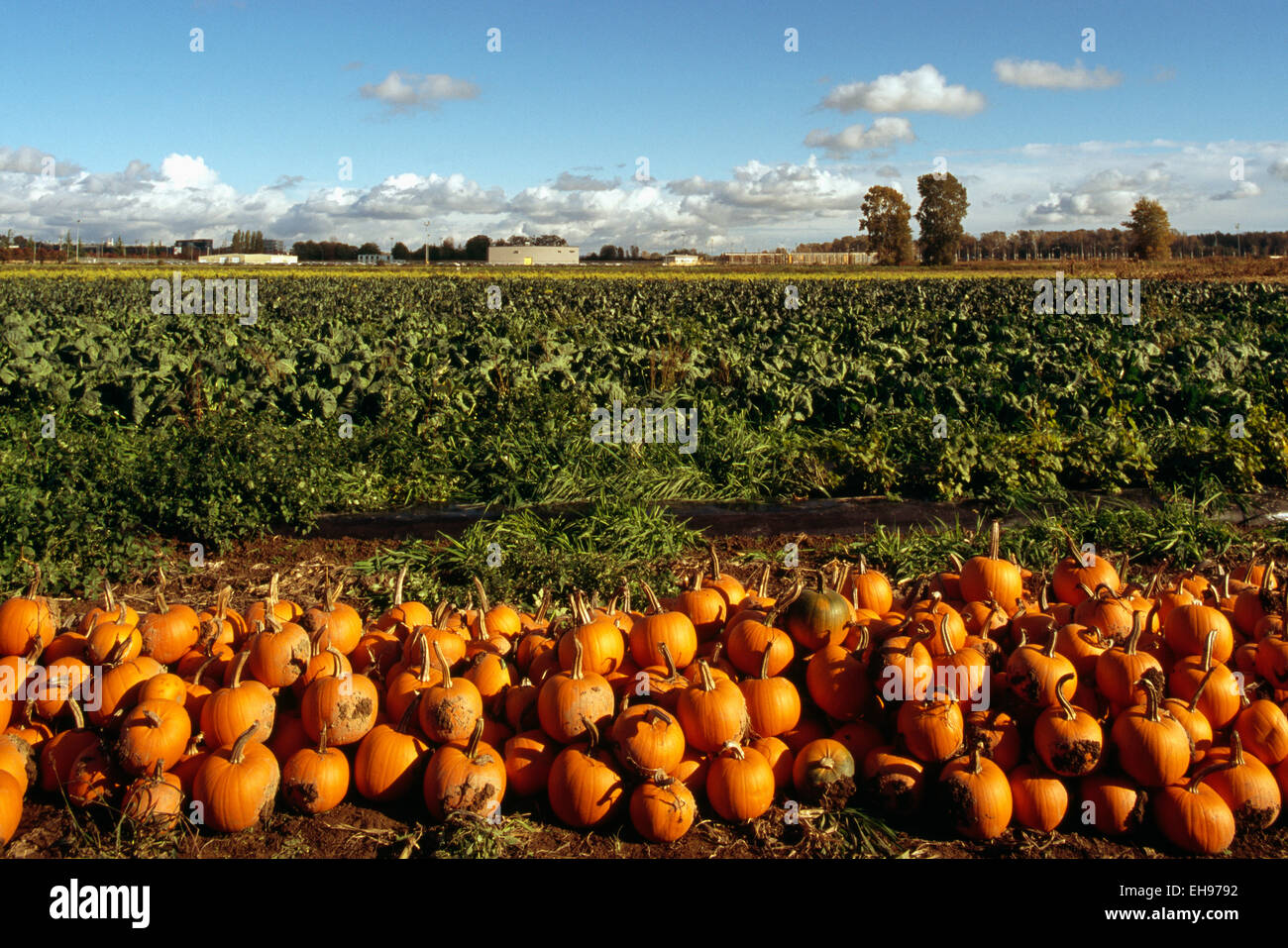 Growers harvest pumpkins hi-res stock photography and images - Alamy