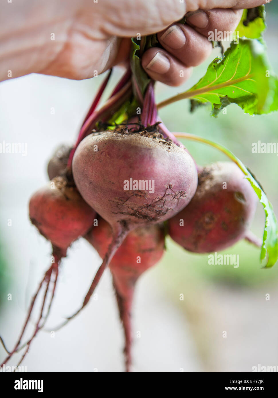 woman's hand holding bunch of freshly pulled beets, still dirty Stock ...
