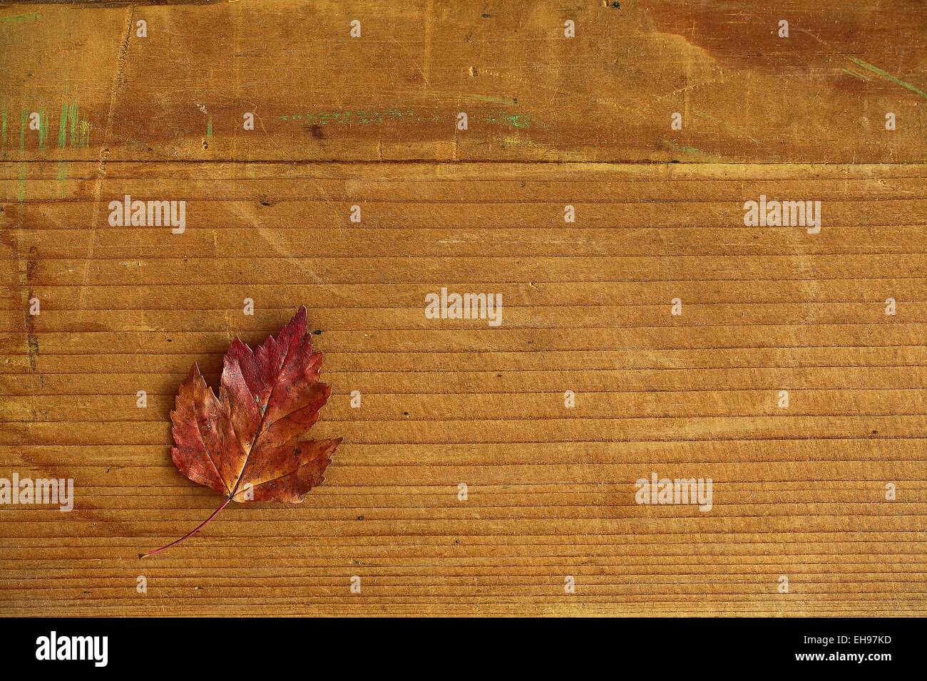 Green yellow leaves dry hi-res stock photography and images - Alamy