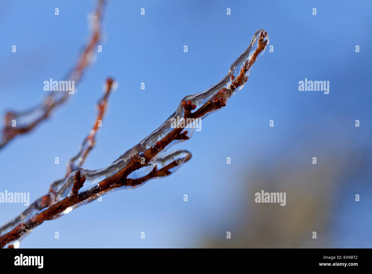 Tree branch covered in ice - Virginia USA Stock Photo - Alamy