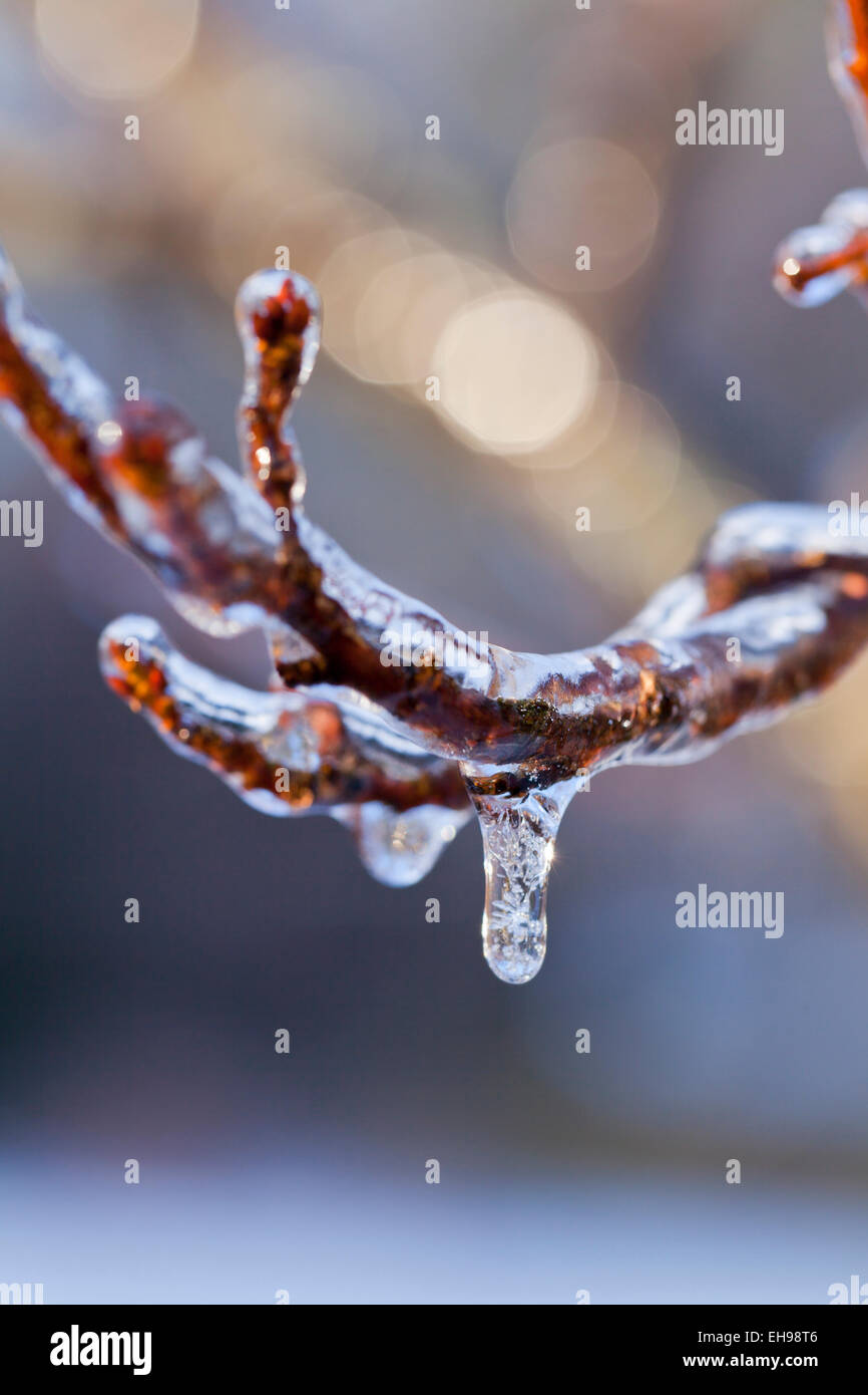 Tree branch covered in ice - Virginia USA Stock Photo - Alamy