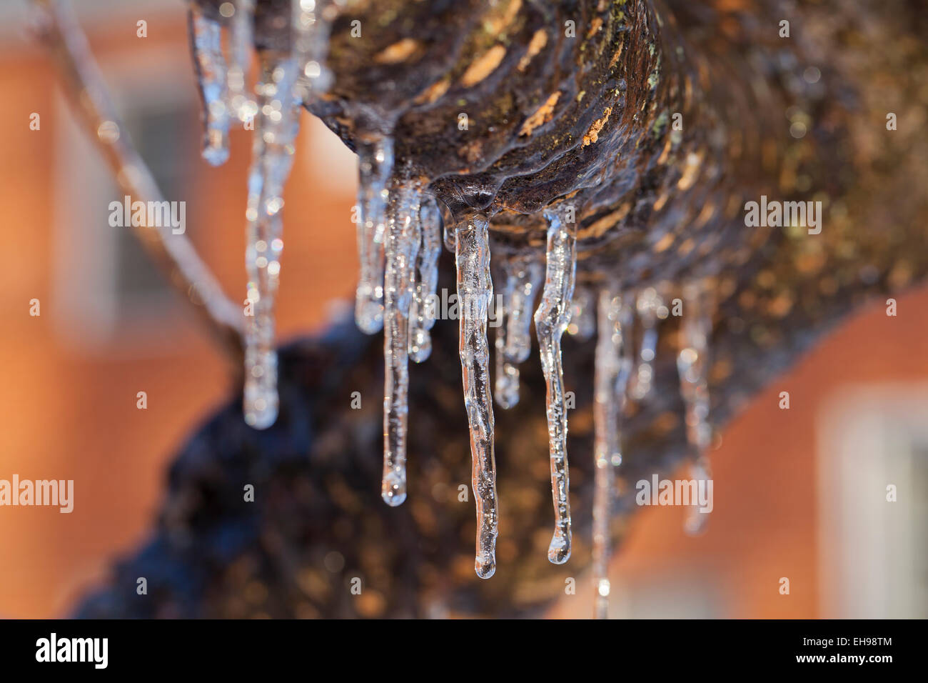 The forming tree hi-res stock photography and images - Alamy