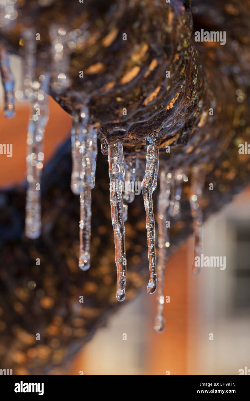 Icicles forming on tree branch - USA Stock Photo - Alamy