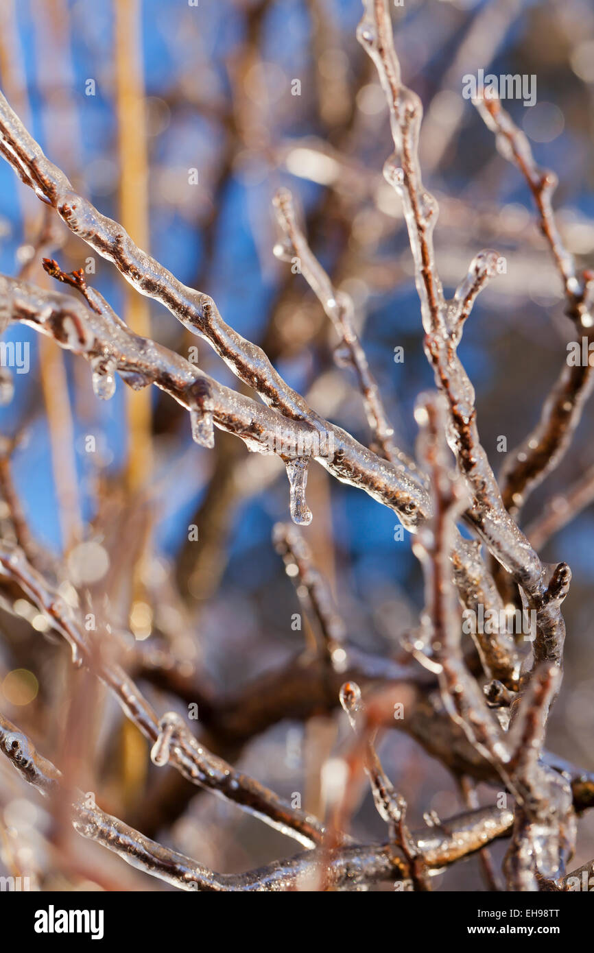 Tree branch covered in ice - Virginia USA Stock Photo - Alamy