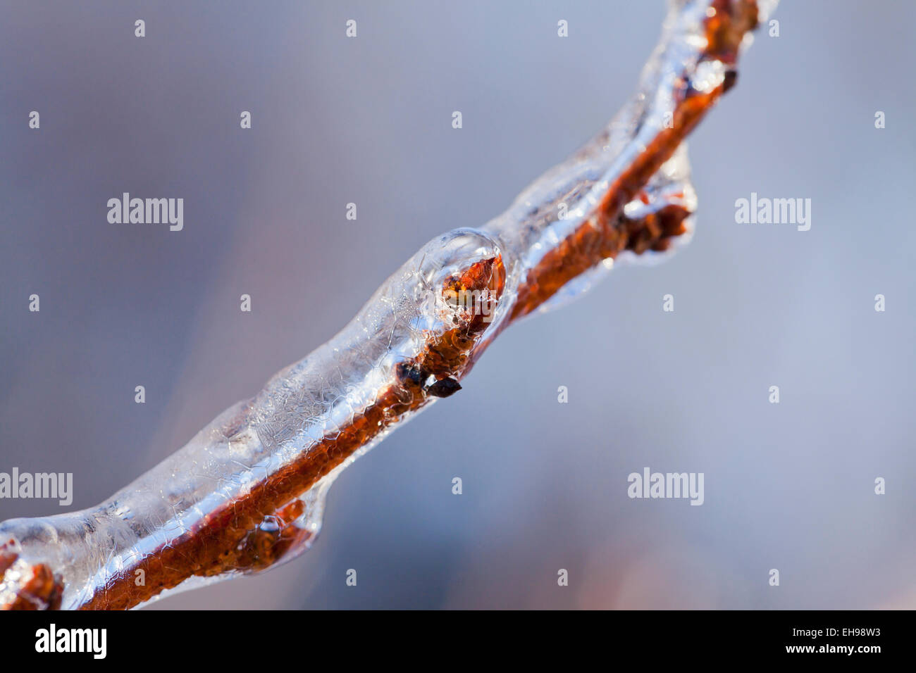 Tree branch covered in ice - Virginia USA Stock Photo - Alamy