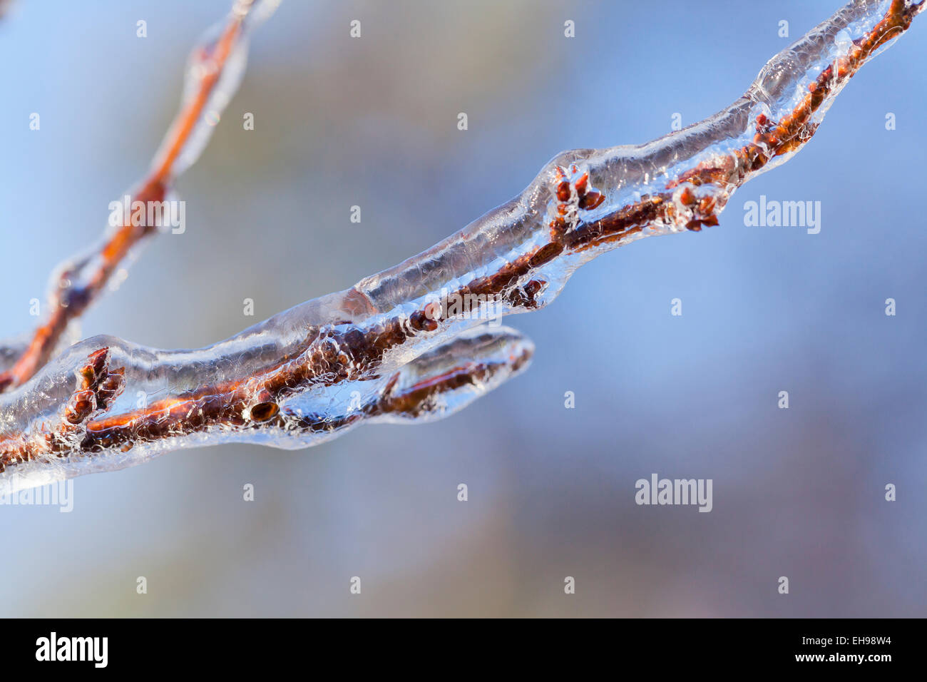 Tree branch covered in ice - Virginia USA Stock Photo - Alamy