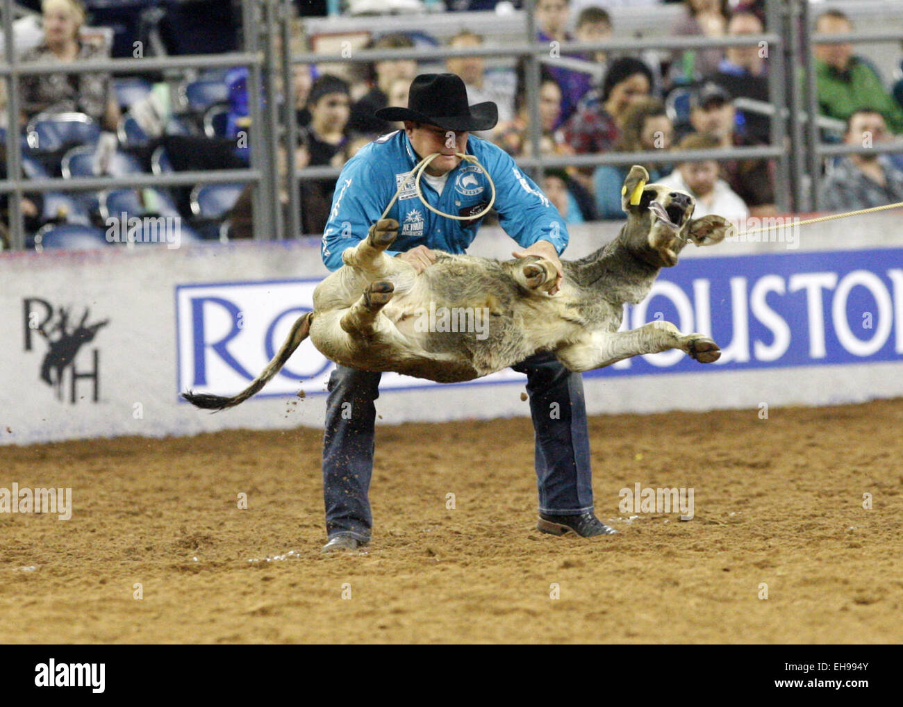 Houston, USA. 9th Mar, 2015. A cowboy tries to capture a calf in a race ...