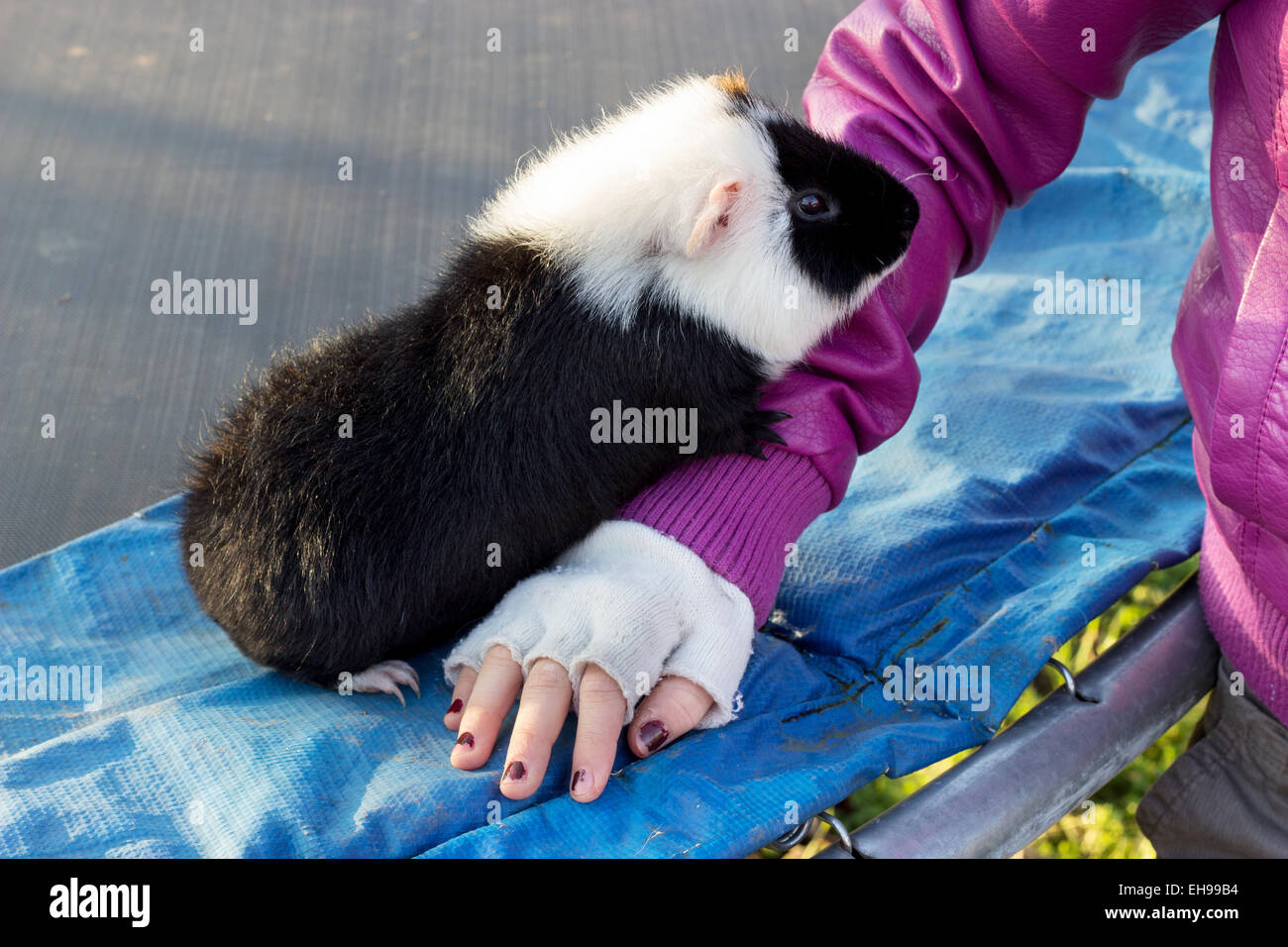 Guinea pig hand gloves hi-res stock photography and images - Alamy