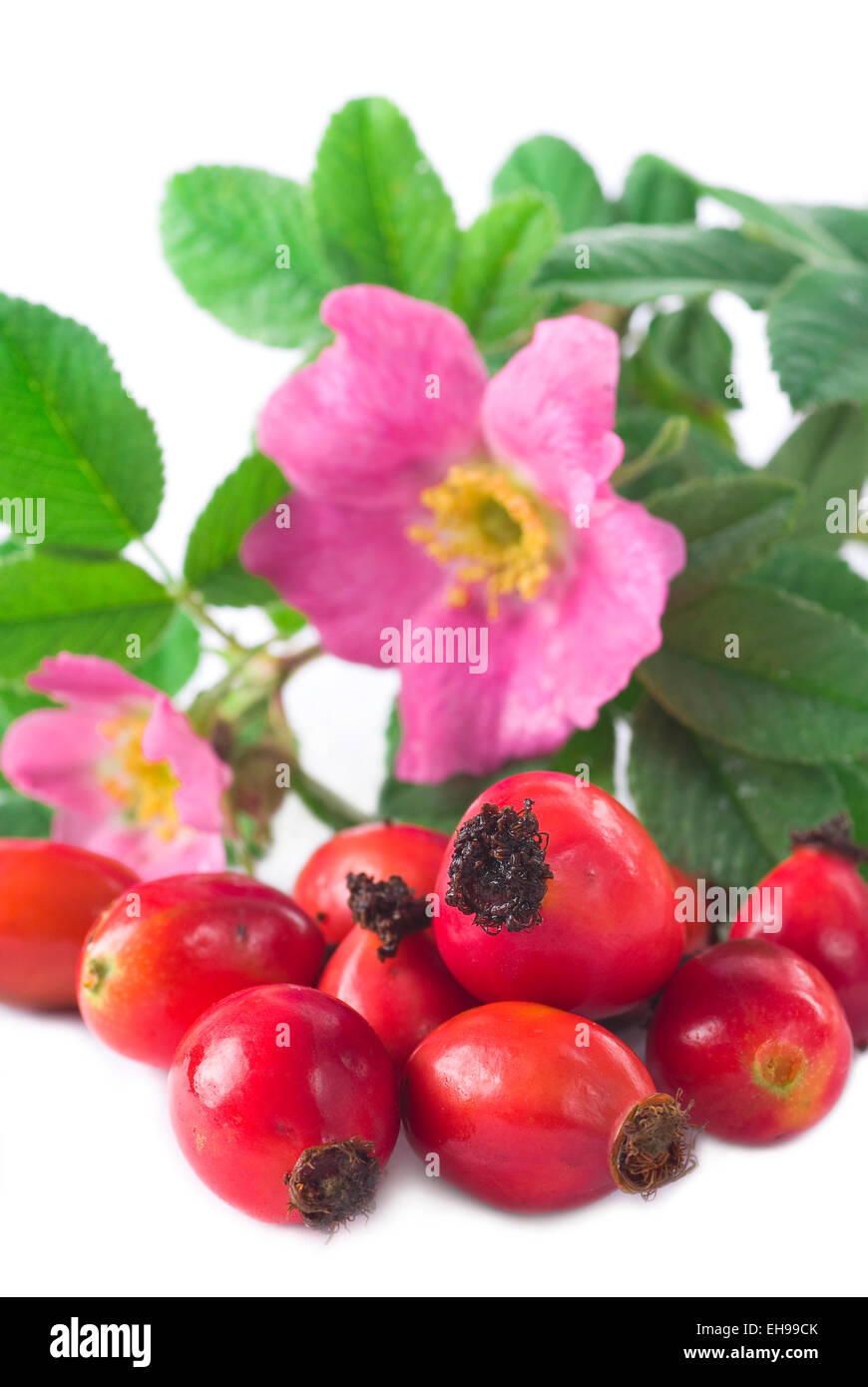 Rose hip berries with flower in the background Stock Photo - Alamy