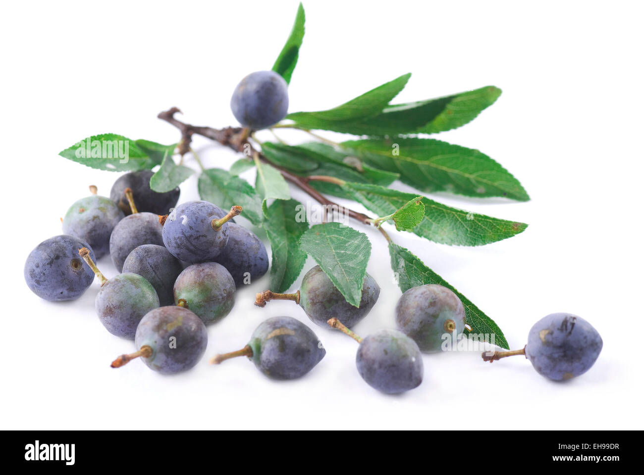 Sloe berries hi-res stock photography and images - Alamy