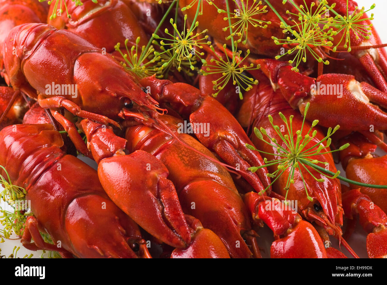 Crayfish hi-res stock photography and images - Alamy