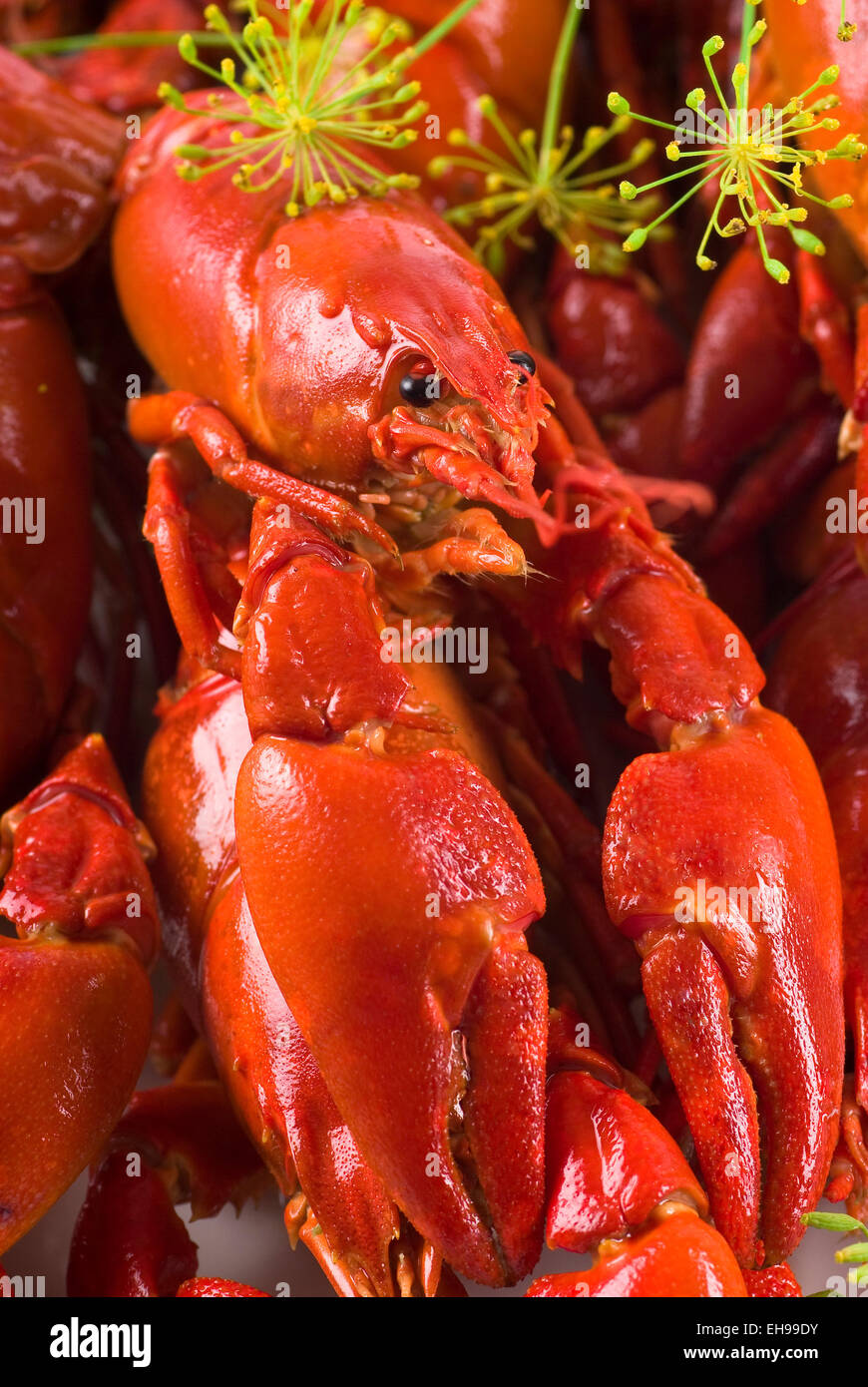 Crayfish hi-res stock photography and images - Alamy