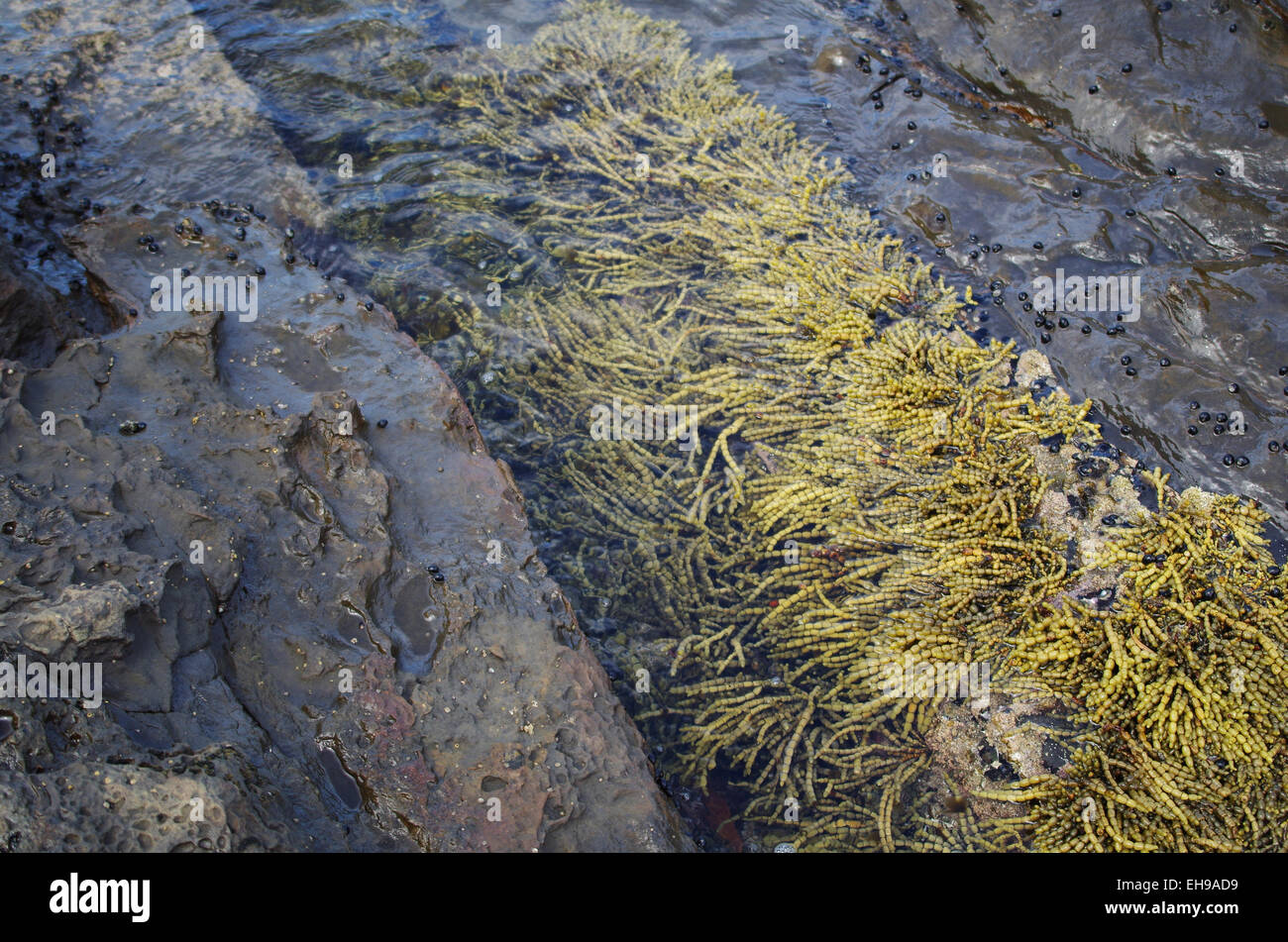 Neptune's necklace and sea rocks Stock Photo - Alamy