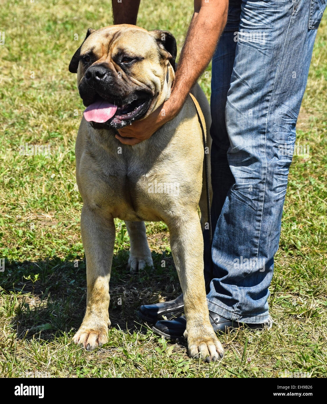 Mastiff tongue hi-res stock photography and images - Alamy