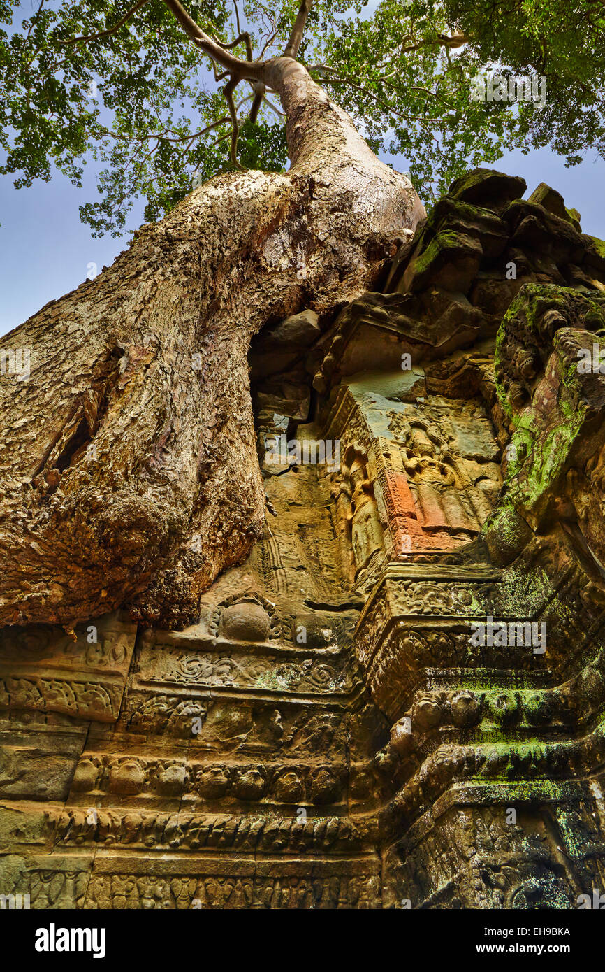 Tree growing on temple hi-res stock photography and images - Alamy