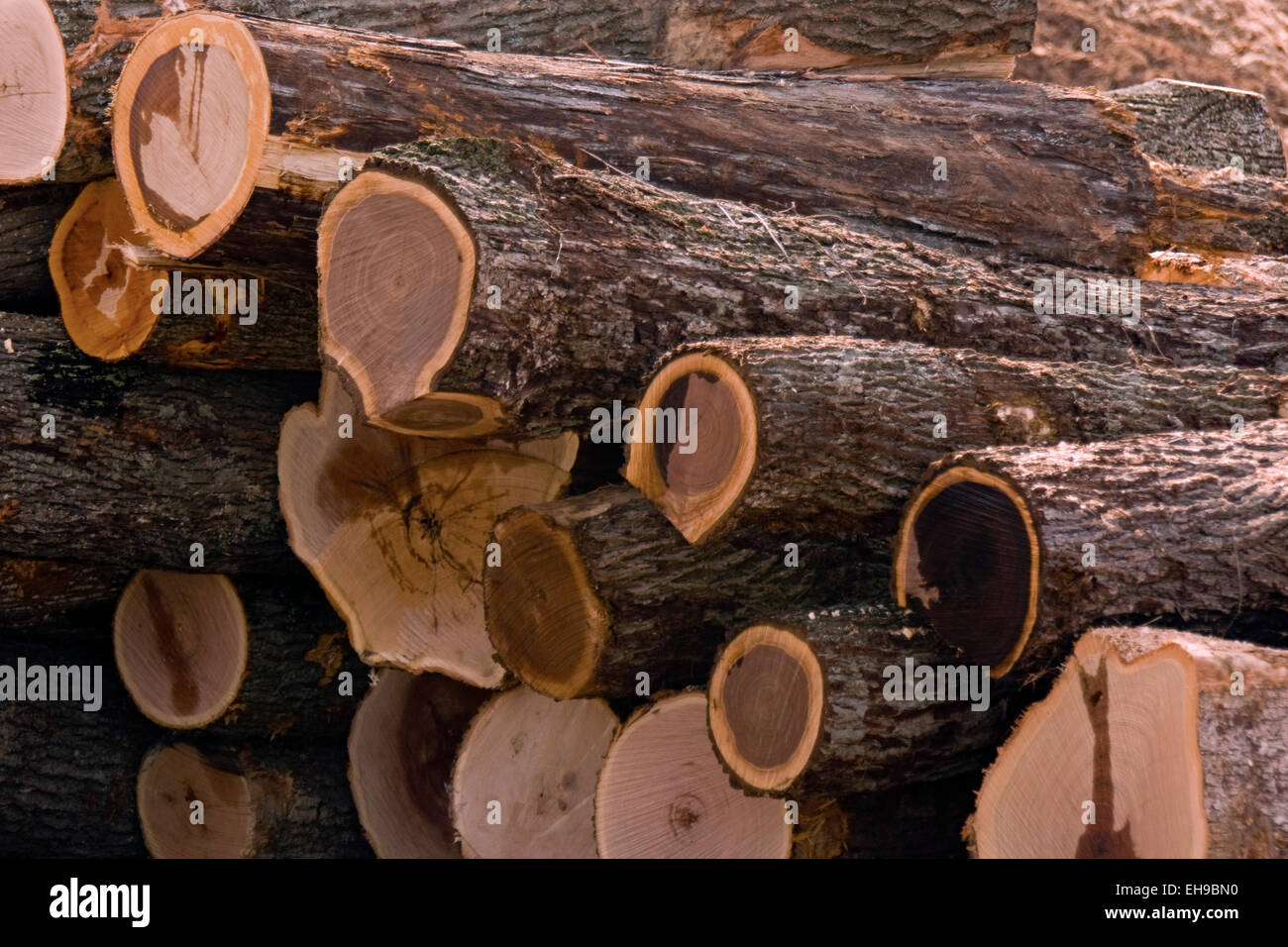 Stacked up logs drying and waiting to be cut down Stock Photo - Alamy