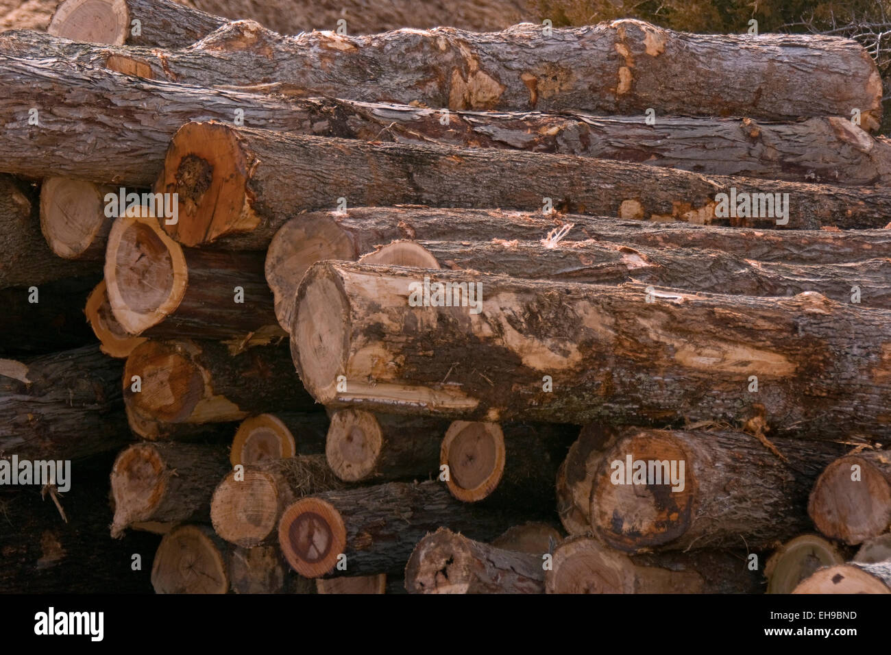 Stacked up logs drying and waiting to be cut down Stock Photo - Alamy