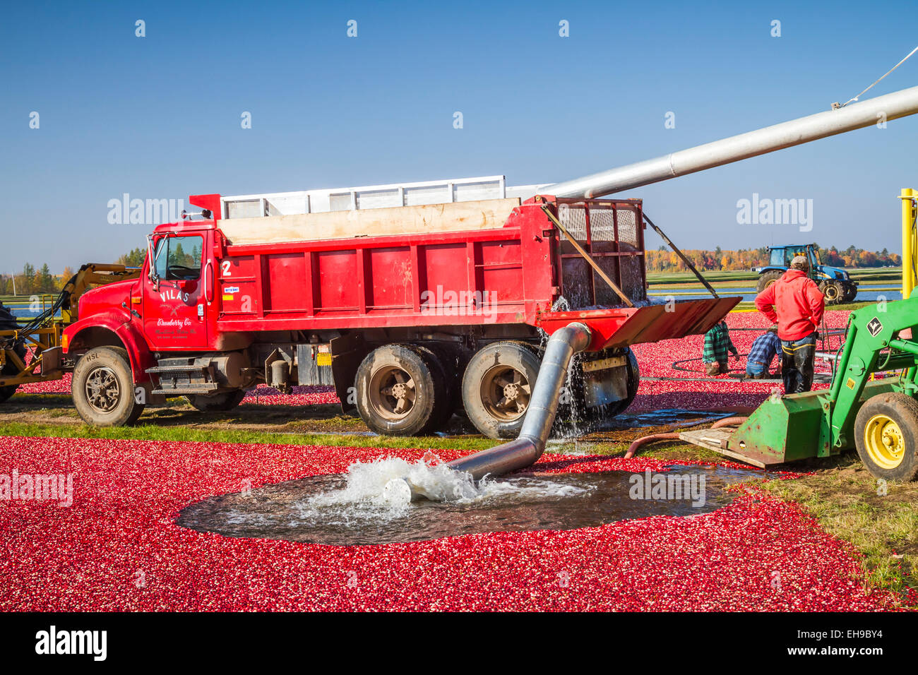 The cranberry harvest at the Vilas Cranberry Farm in Manitowish Waters ...