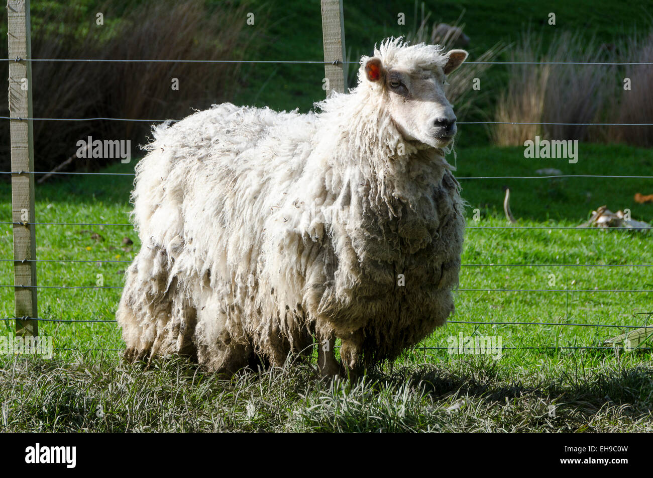Unshorn Sheep, Glenburn, Wairarapa, North Island, New Zealand Stock ...