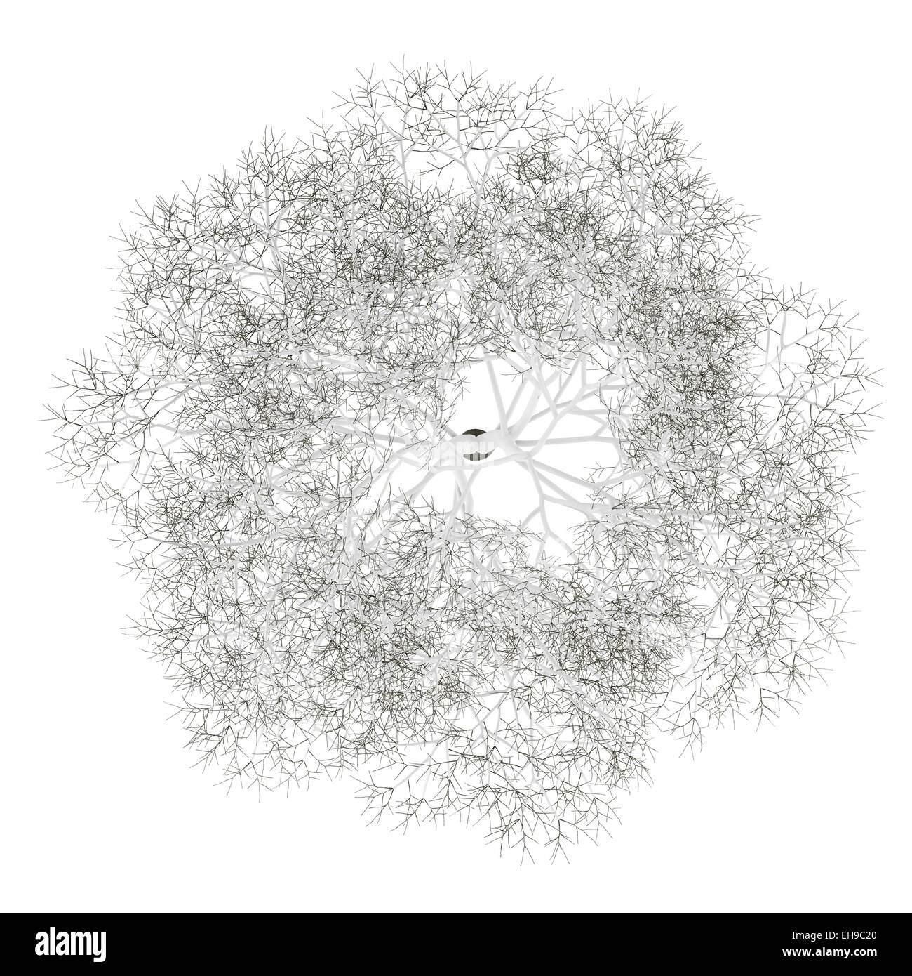 American beech tree hi-res stock photography and images - Alamy